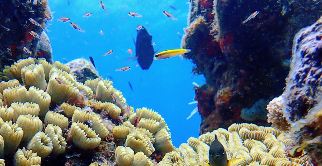 Fish & Wildlife - Virgin Islands Department of Planning and Natural ...