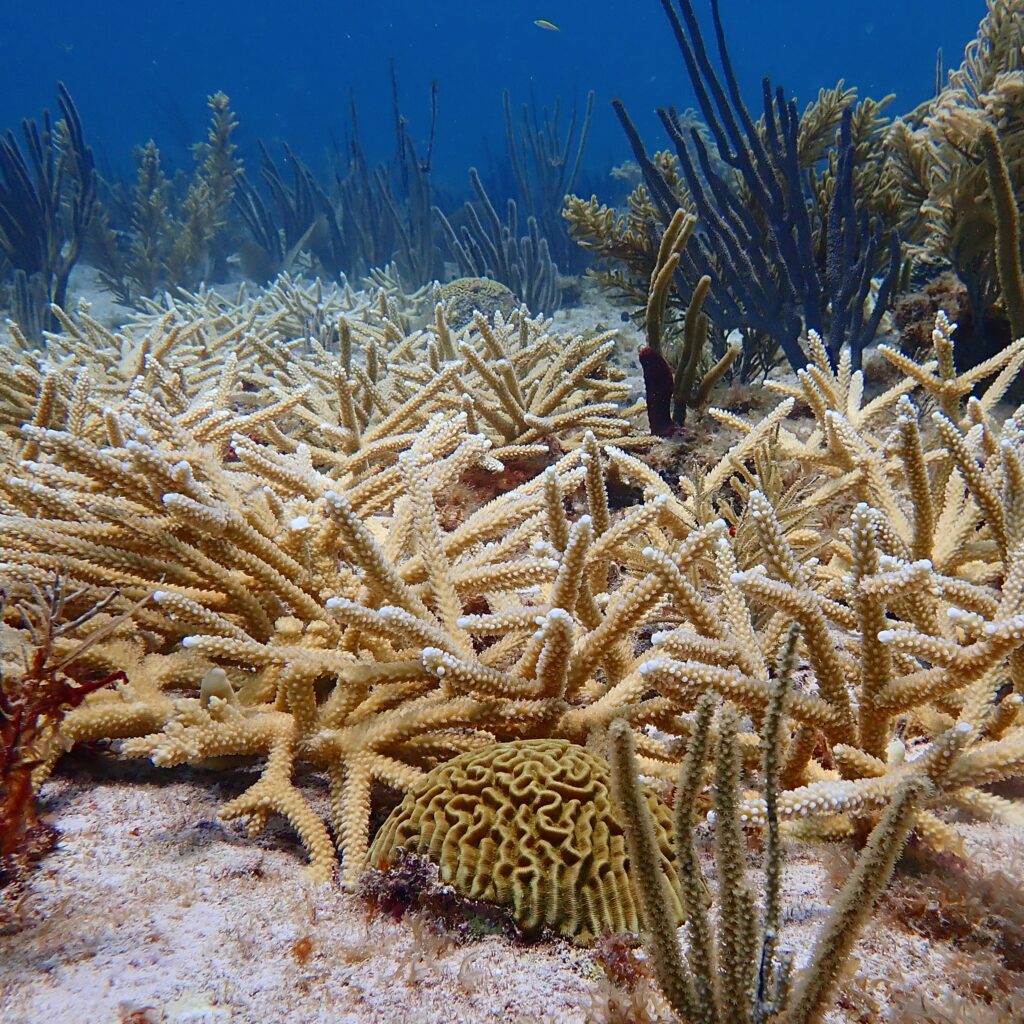 Coral Reef Initiative - Virgin Islands Department of Planning and ...