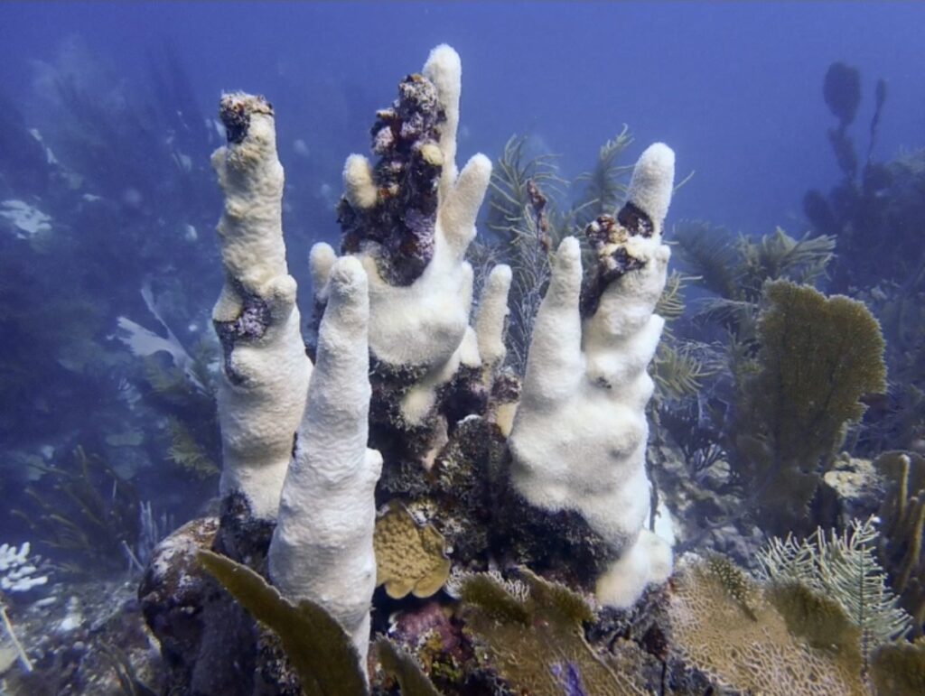 THE 2024 CORAL BLEACHING EVENT: HOW THE TERRITORY RESPONDED AND HOW YOU ...